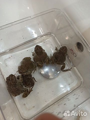 Жаба батурская