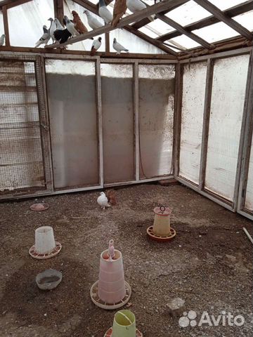 Продажа голубей