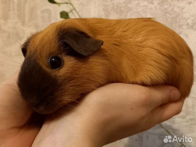 Морские свинки