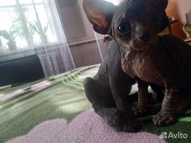 Канадский сфинкс котенок