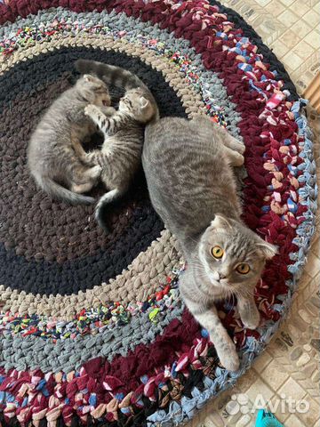 Шотландские котята