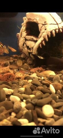 Отдам гуппи (самцы)