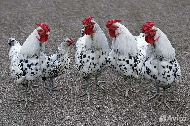 Куры молодки коралл ник 5 шт