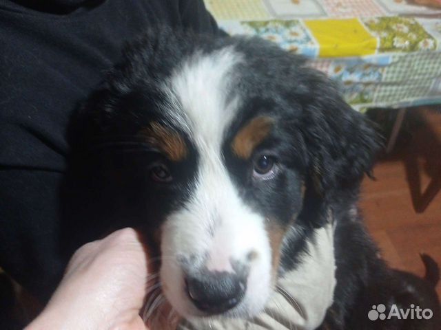 Бернский зенненхунд