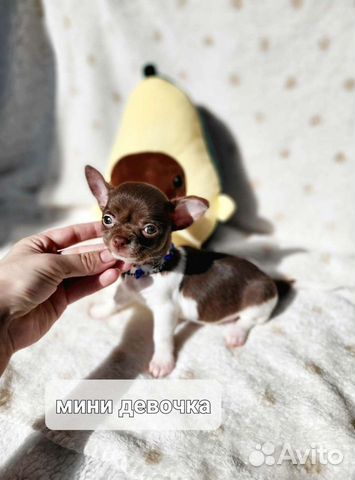 Шоколадная красавица