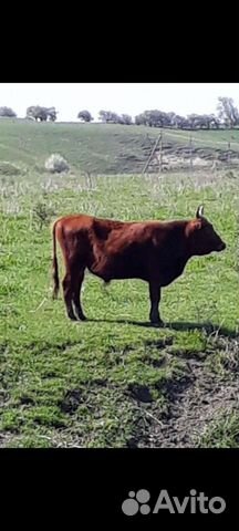 Бык 2 года