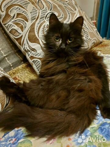 Кошка темно-шоколадная