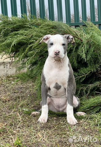 Стаффордширский терьер