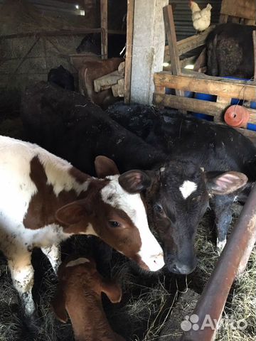 Телята Бычки