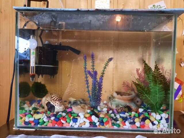 Аквариумные рыбки