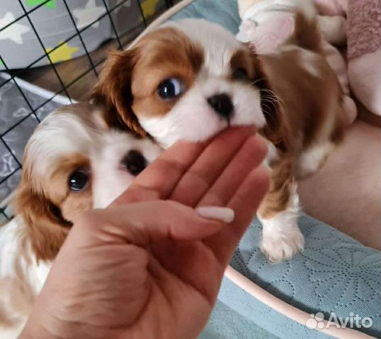 Кавалер Кинг чарльз спаниель девочки