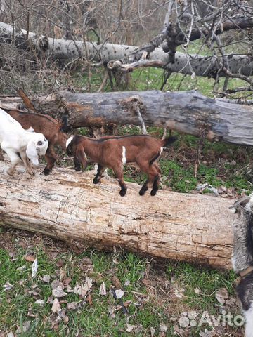 Англо нубийские козы