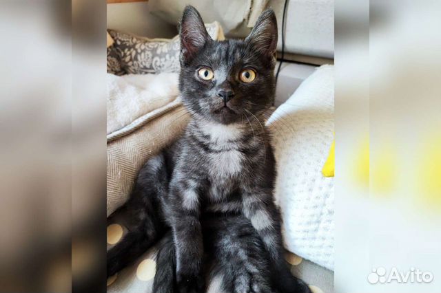 Котёнок редчайший окрас чёрный дым в дар
