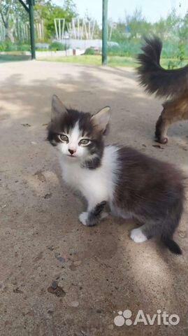 Котята - ребята в добрые ручки