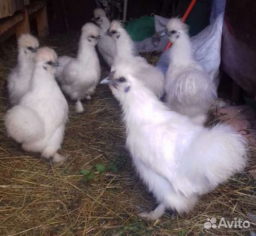 Цыплята Китайские шёлковые карликовые