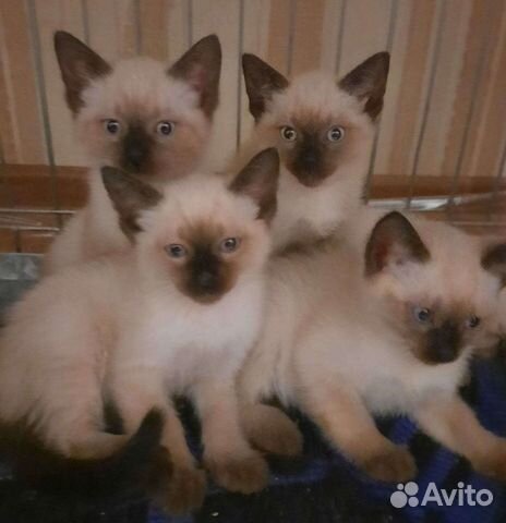 Сиамские котята