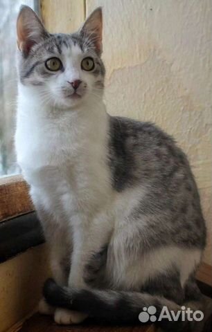 Котик в добрые руки