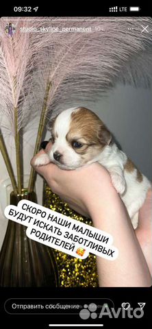 Щенки чихуахуа