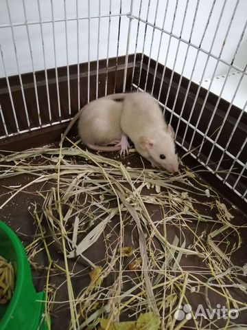 Крыса калороид сиам