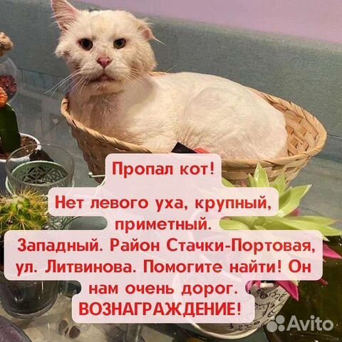 Кот белый без уха в синем ошейнике