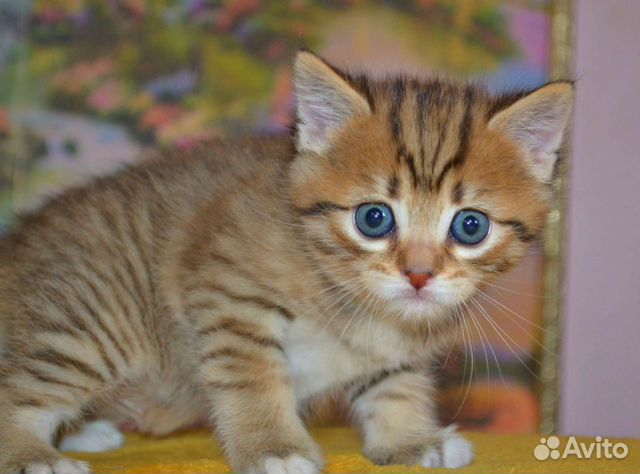 Шотландский золотой котик