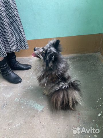 Немецкий Шпиц, мальчик