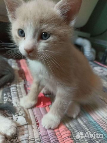 Кошки бесплатно