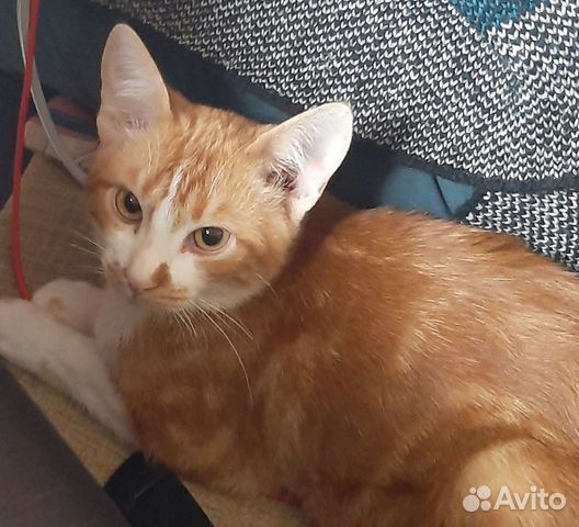 Кошка