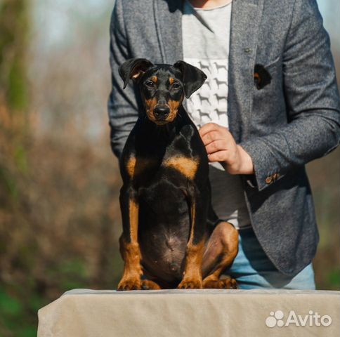 Немецкий пинчер. Кобель