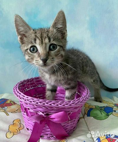 Котята грустят в клетке