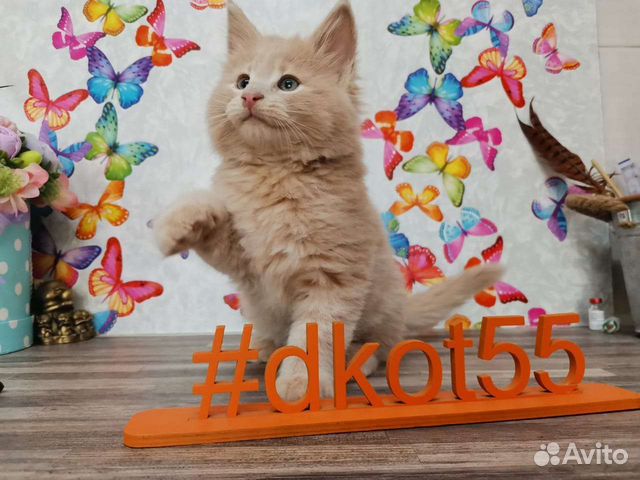 Котята норвежской лесной
