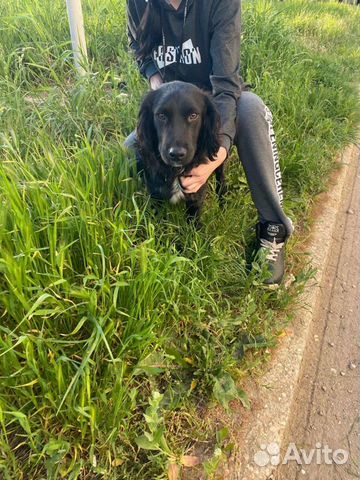 Русский спаниель в добрые руки