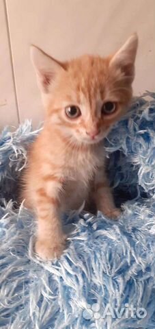 Рыжий котенок в добрые руки