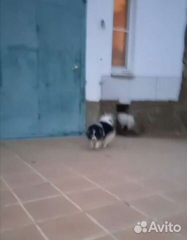 Померанский шпиц девочка