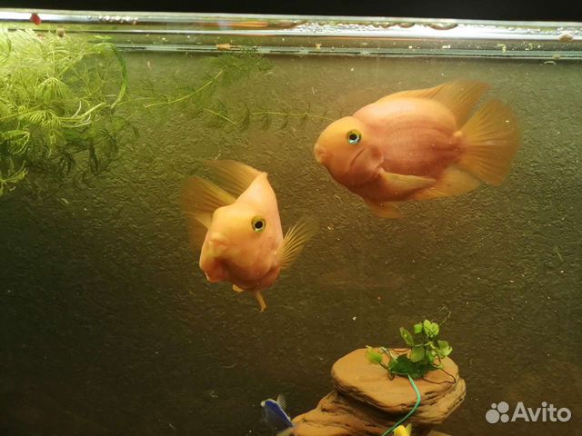 Аквариумные рыбки попугай