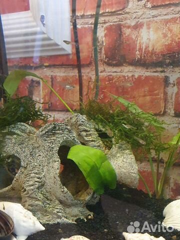 Мальки гуппи