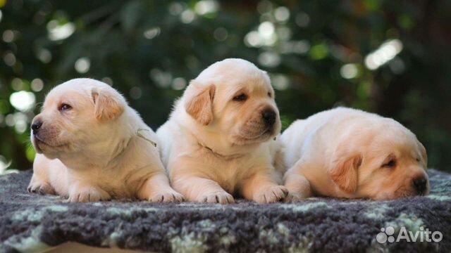 Щенки лабрадора с документами РКФ