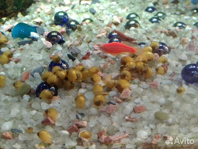 Маленькие улиточки