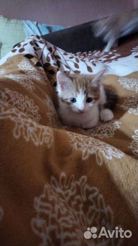 Котик Яша в добрые руки