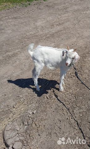 Коза дойная