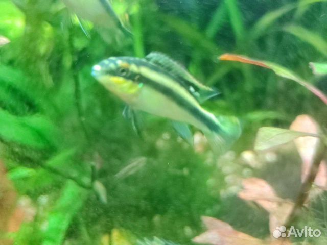 Пельвикахромис пульхер