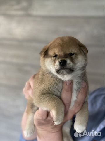 Щенки сиба ину