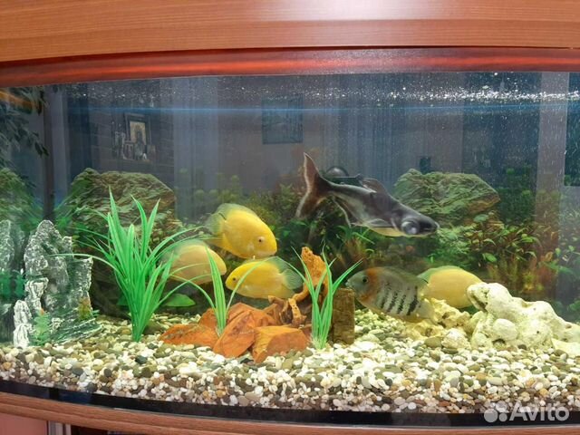 Аквариум с тумбой 500 литров и рыбками