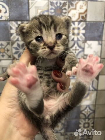 Малыш Добби