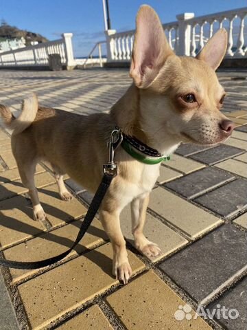 Русский той-терьер. 2 года. Вязка