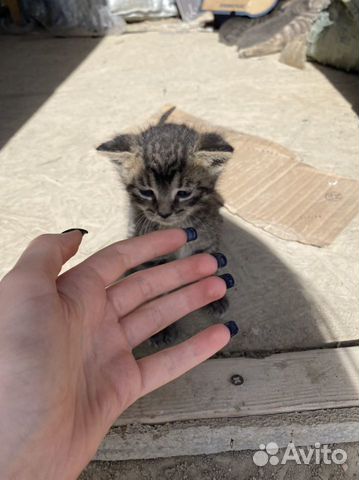Котята со стройки