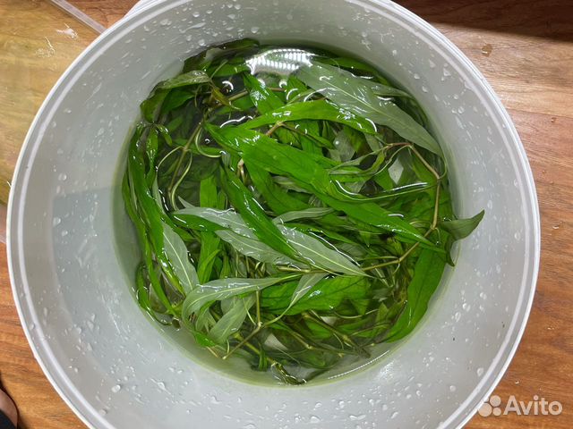 Лимонник узколистный