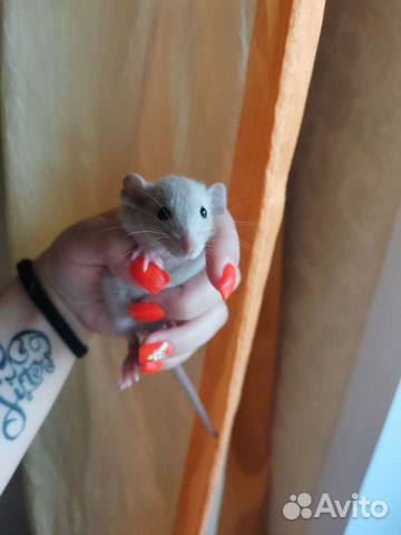Декоративная крыса хаски