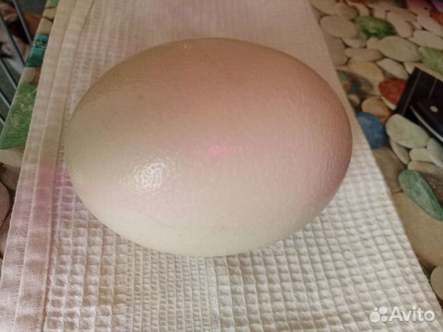 Страусиное яйцо