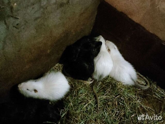 Нутрии на племя